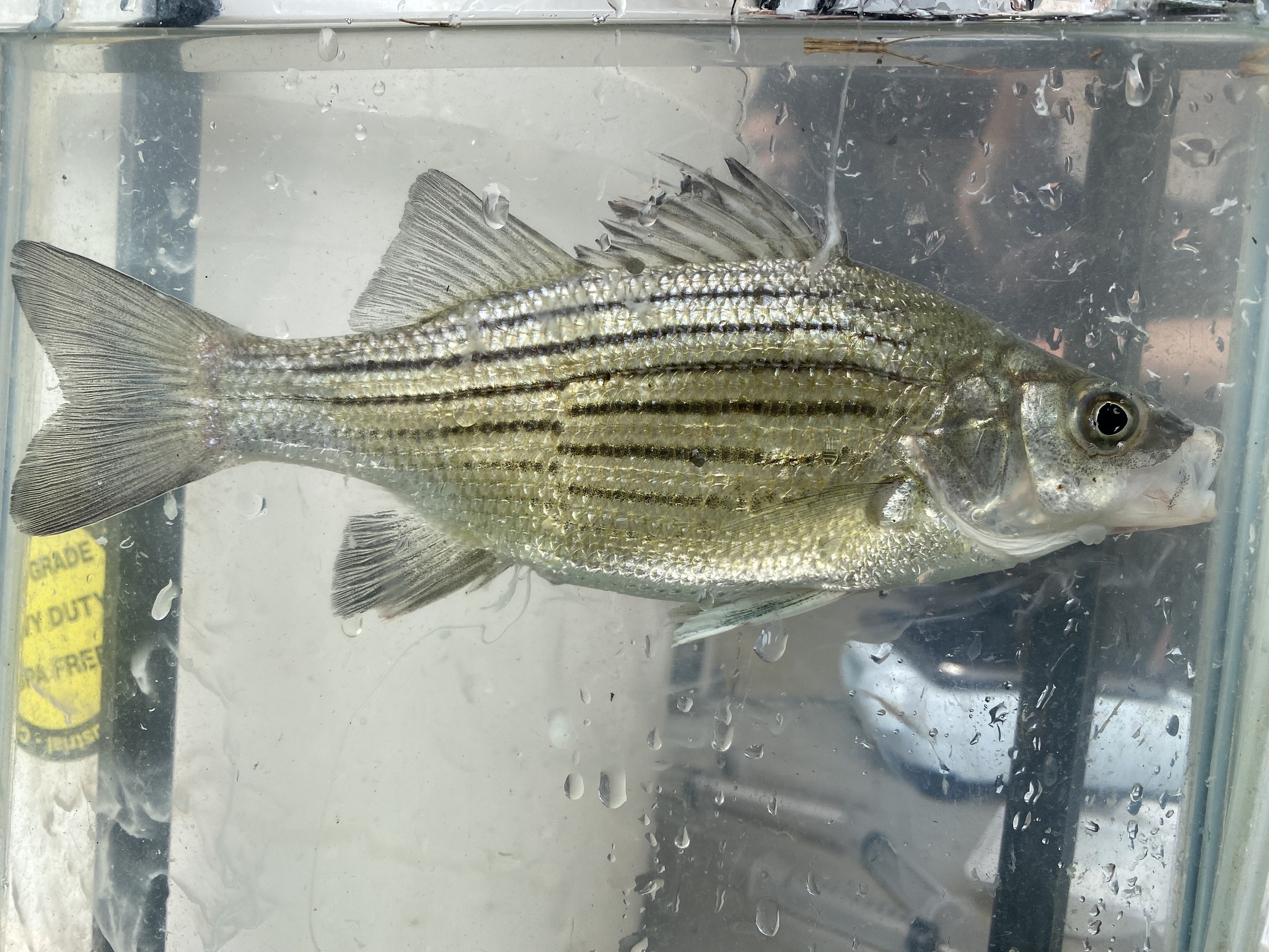 Morone mississippiensis Jordan & Eigenmann, 1887