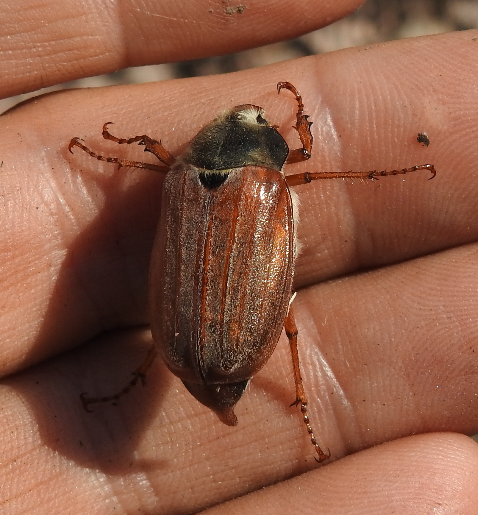 Melolontha melolontha (Linnaeus, 1758)