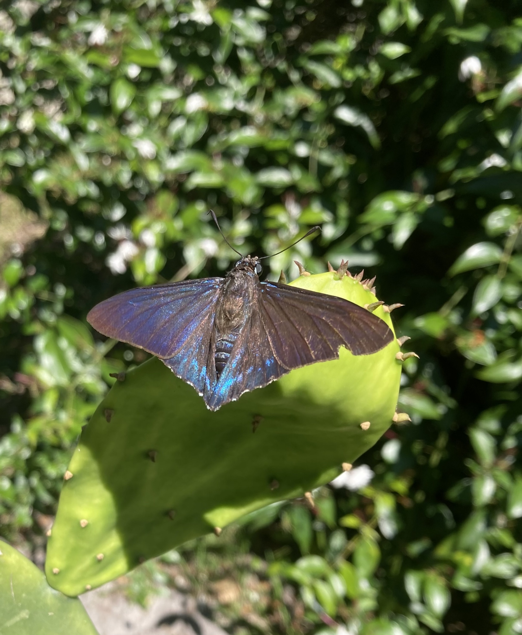 Phocides pigmalion (Cramer, 1779)