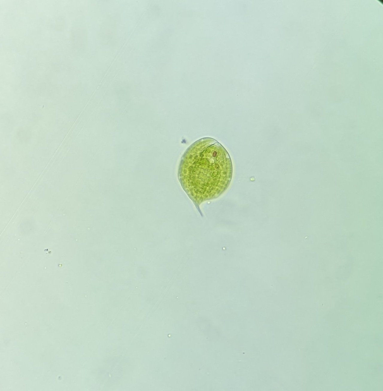 Phacus Dujardin, 1841