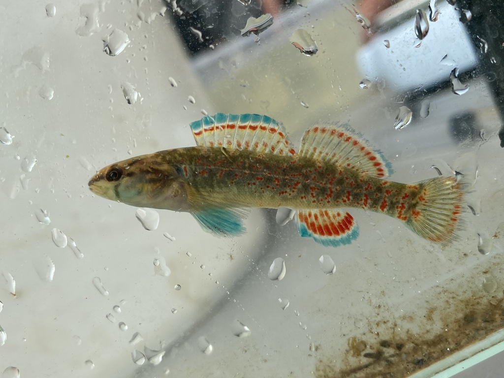 Redfin Darter from N Arkansas Ave, Russellville, AR, US on April 4 ...