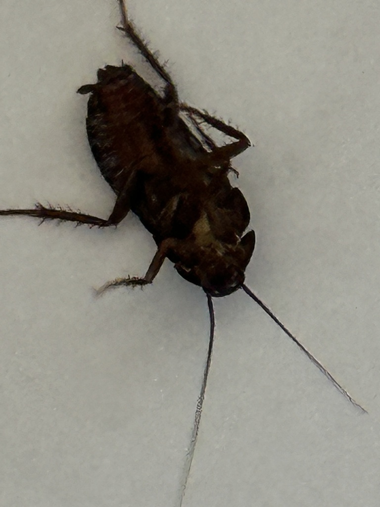 Oriental Cockroach from Calle Rubén Amaya, Tijuana, Baja California, MX ...