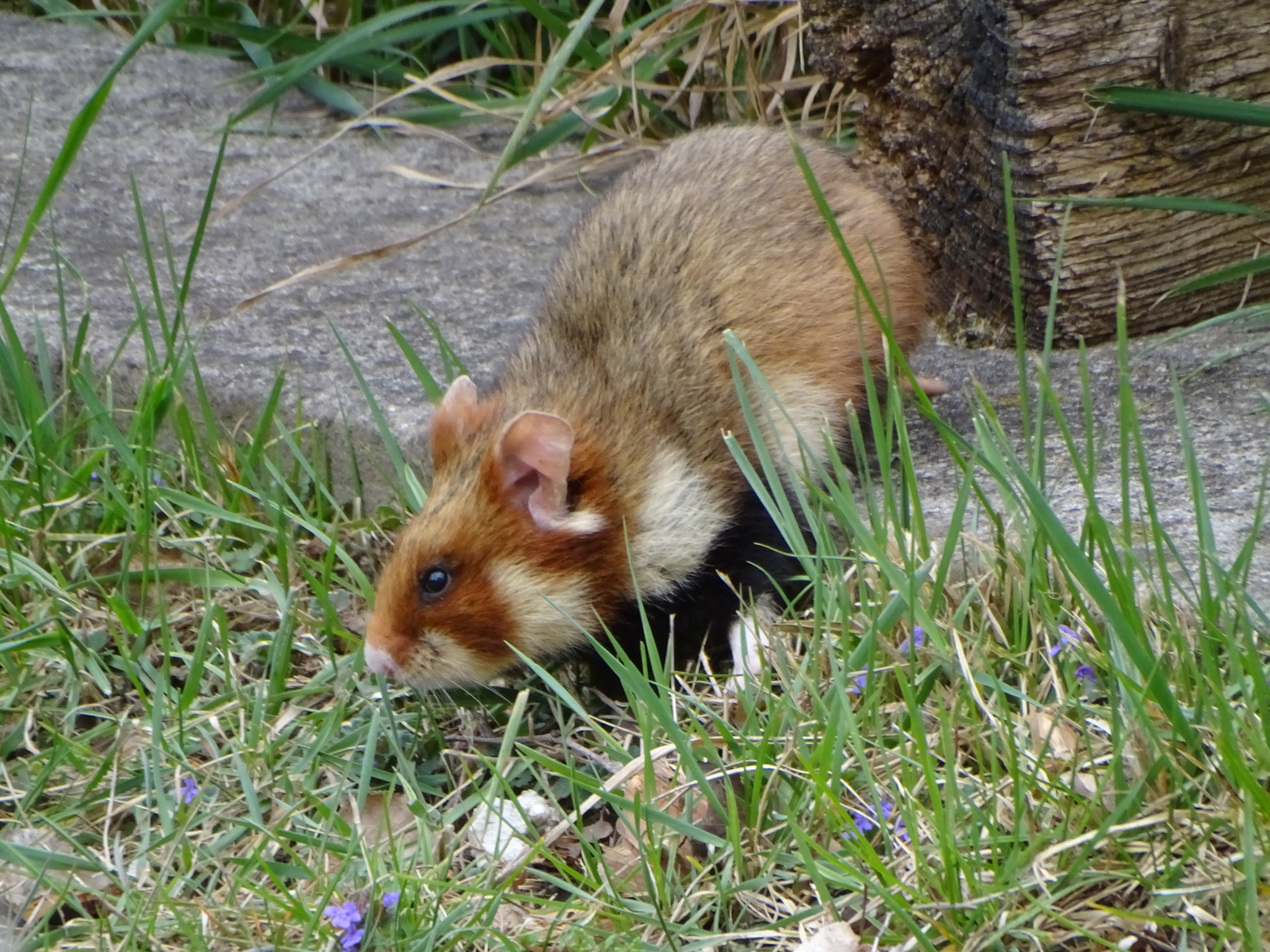 Cricetus cricetus (Linnaeus, 1758)