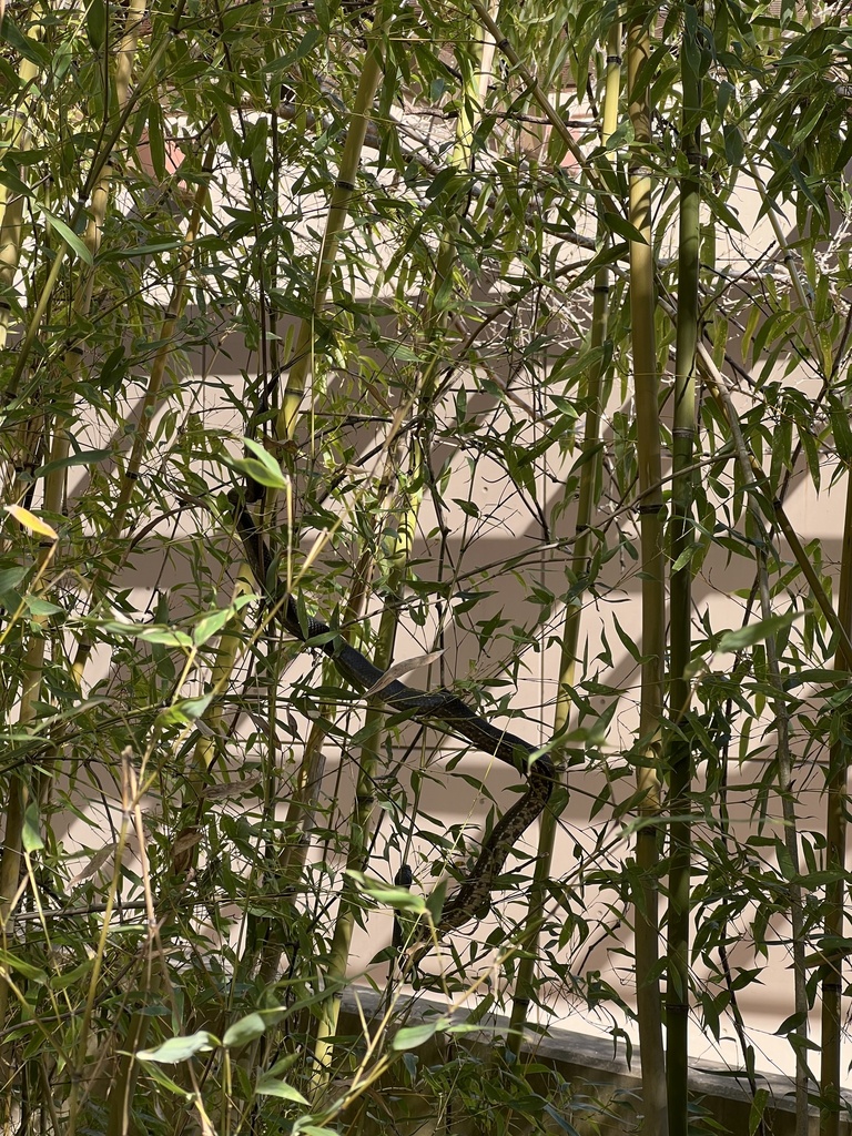 Eastern Ratsnake from Smithsonian’s National Zoo & Conservation Biology ...