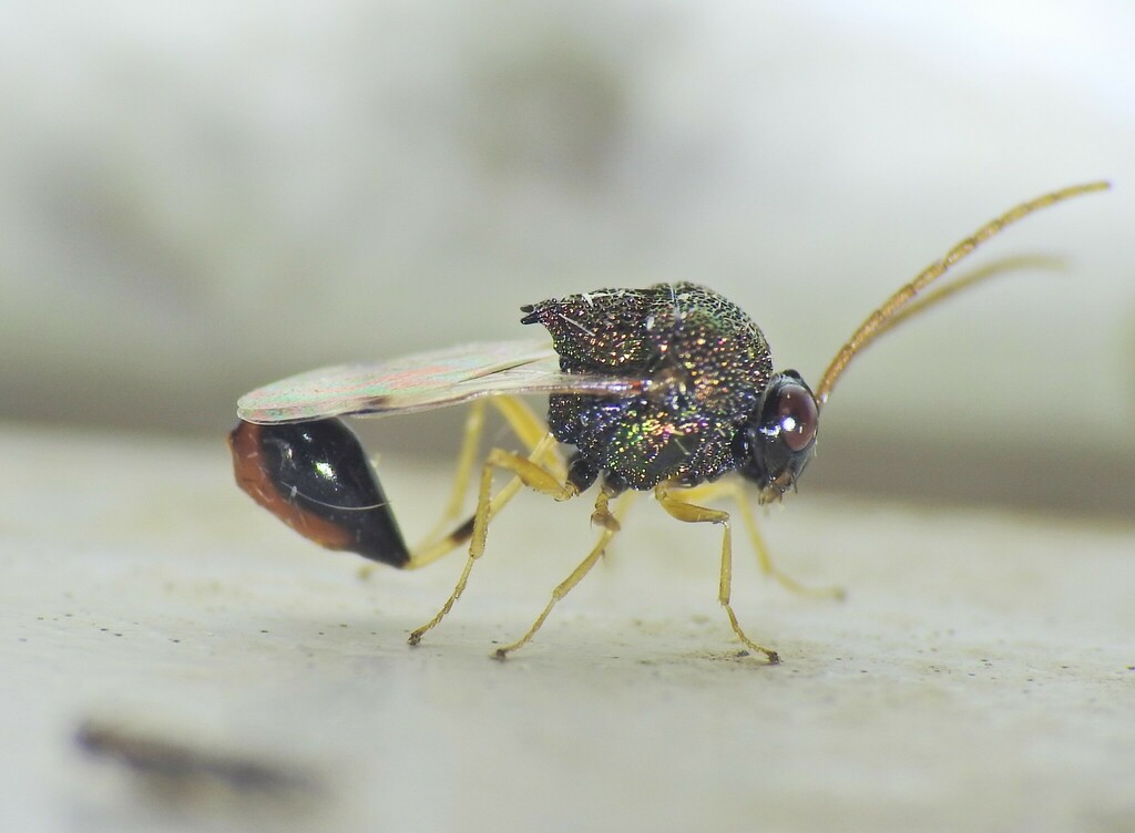 Stilbula from Talegalla Weir QLD 4650, Australia on April 04, 2023 at ...
