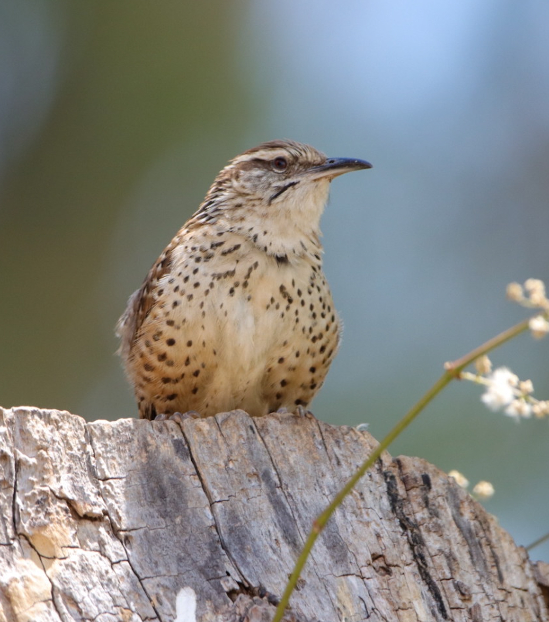 Campylorhynchus gularis P.L.Sclater, 1861