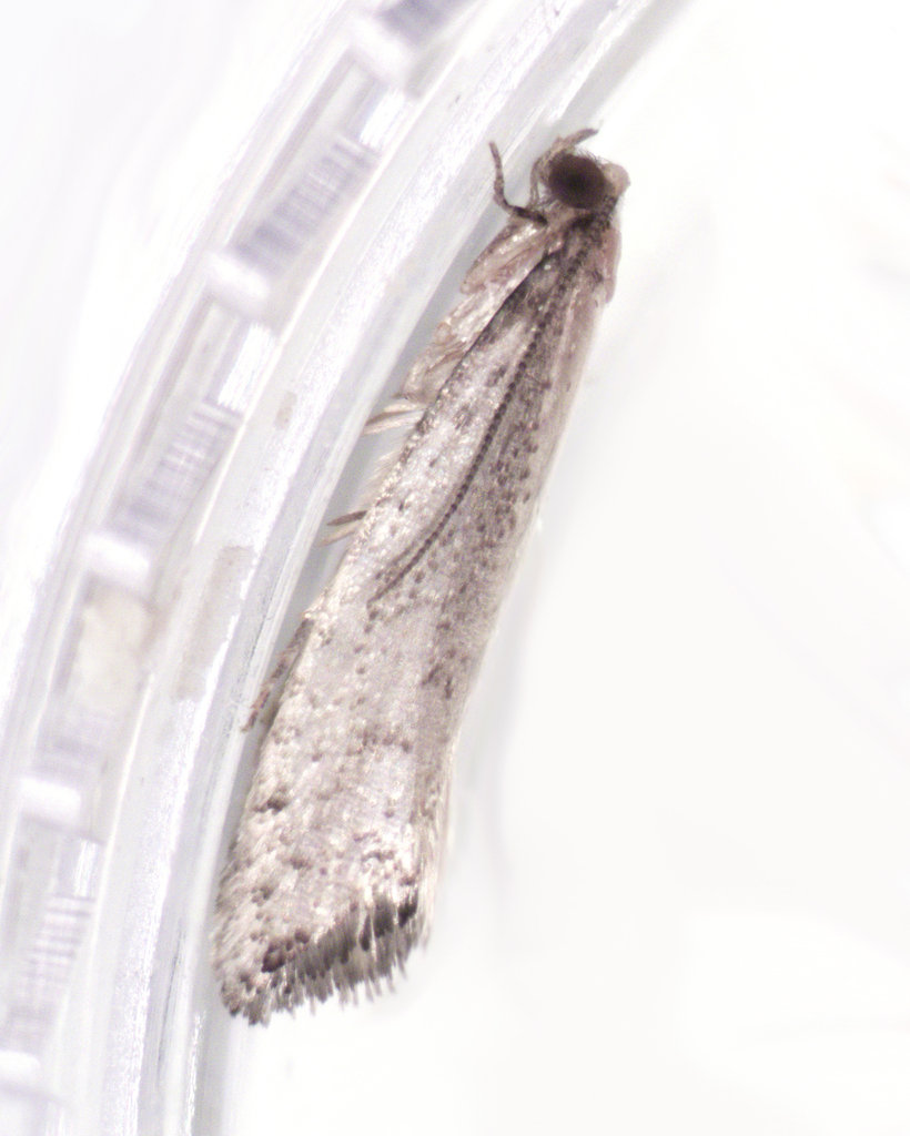 Curved-horn Moths from Gordon VIC 3345, Australia on April 04, 2023 at ...