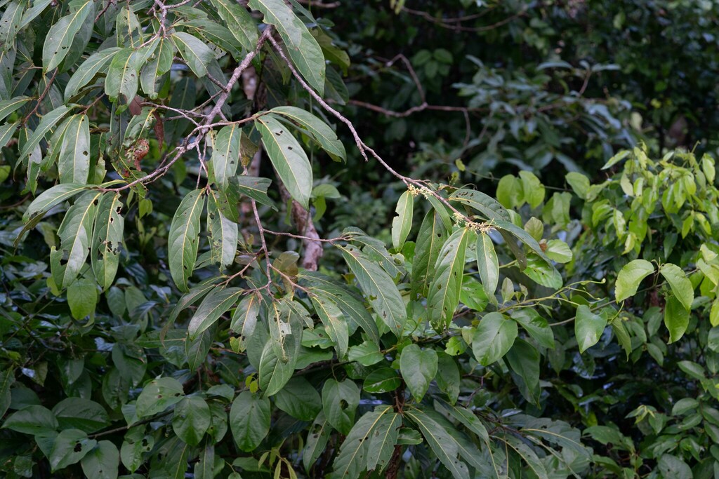 Ocotea aciphylla from Putumayo, Ecuador on February 23, 2023 at 02:48 ...