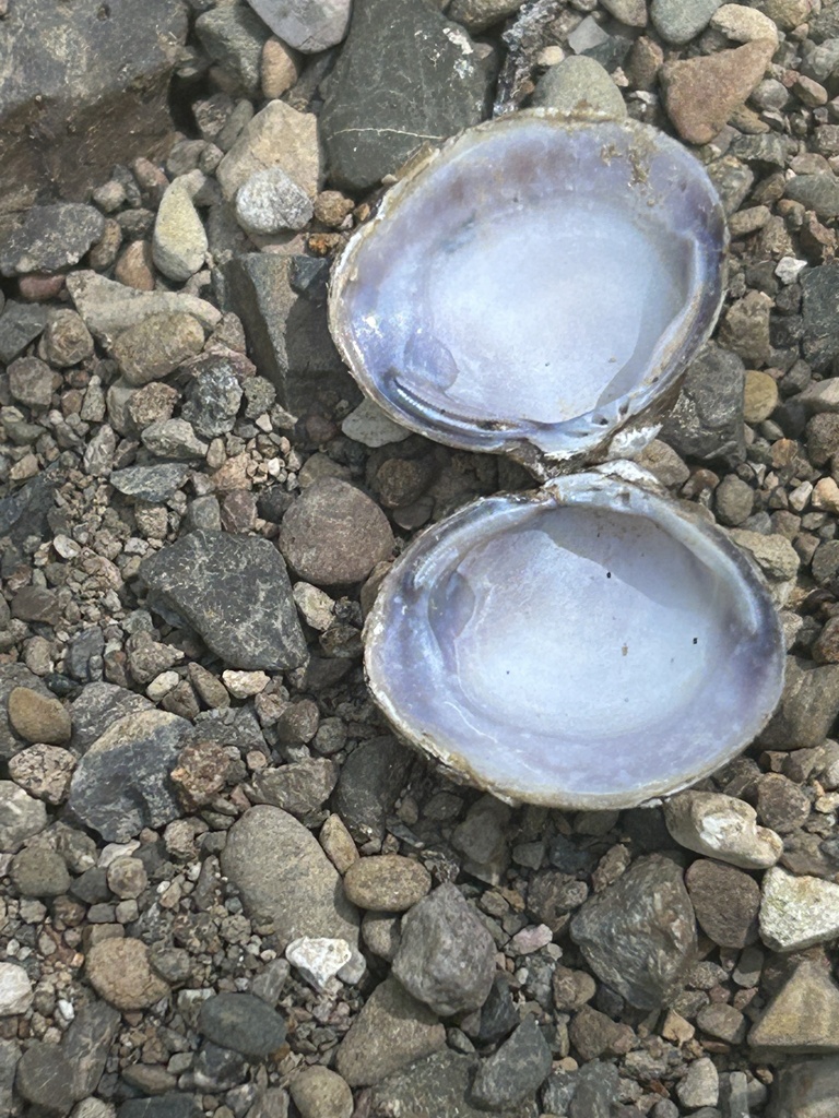 Asian Clam from Puerto Rico, Barranquitas, Puerto Rico, US on April 4 ...