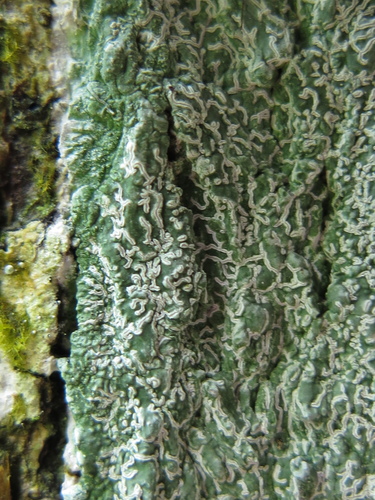 Graphis alboglaucescens · iNaturalist