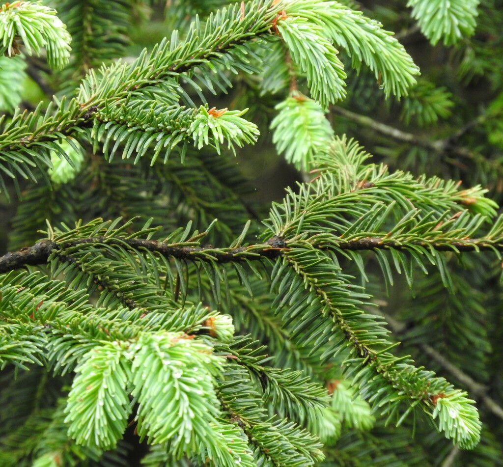 sacred fir from Rancho Santa Elena, Huasca de Ocampo on March 5, 2022 ...