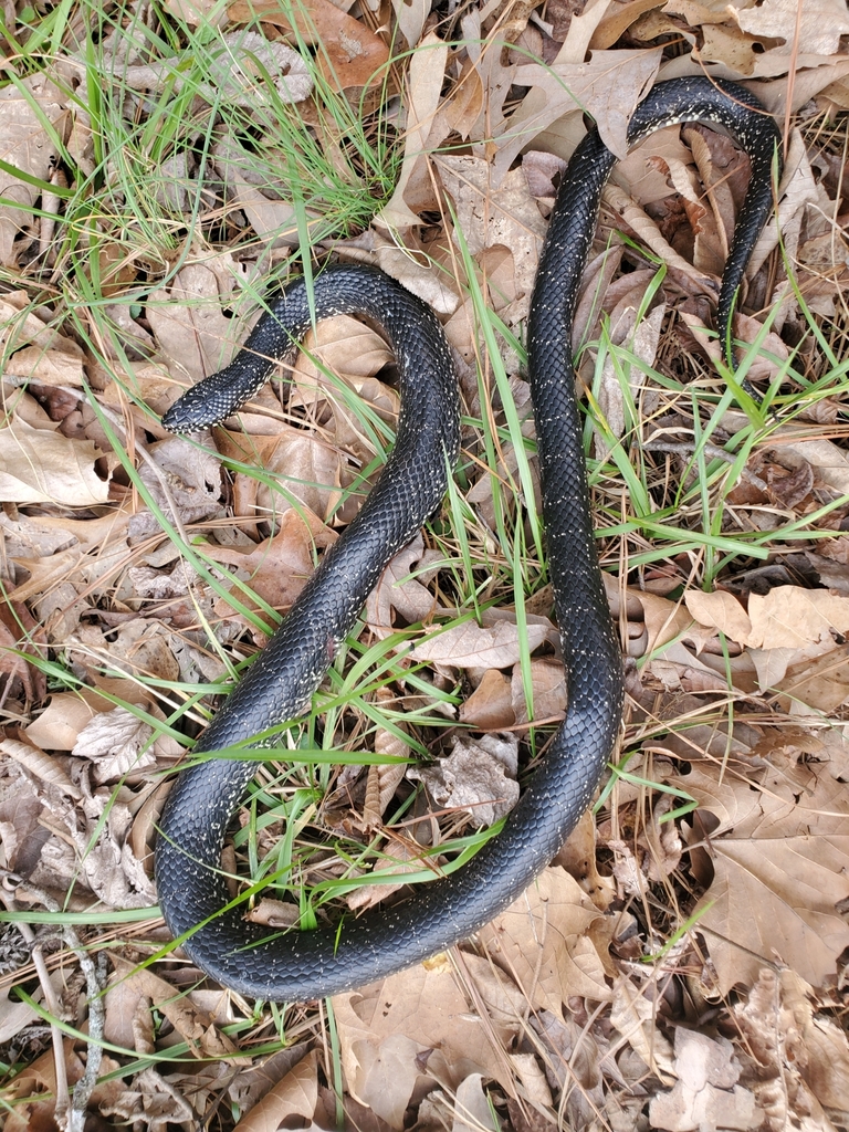 Black Kingsnake from Canton, KY 42211, USA on April 4, 2023 at 04:59 PM ...