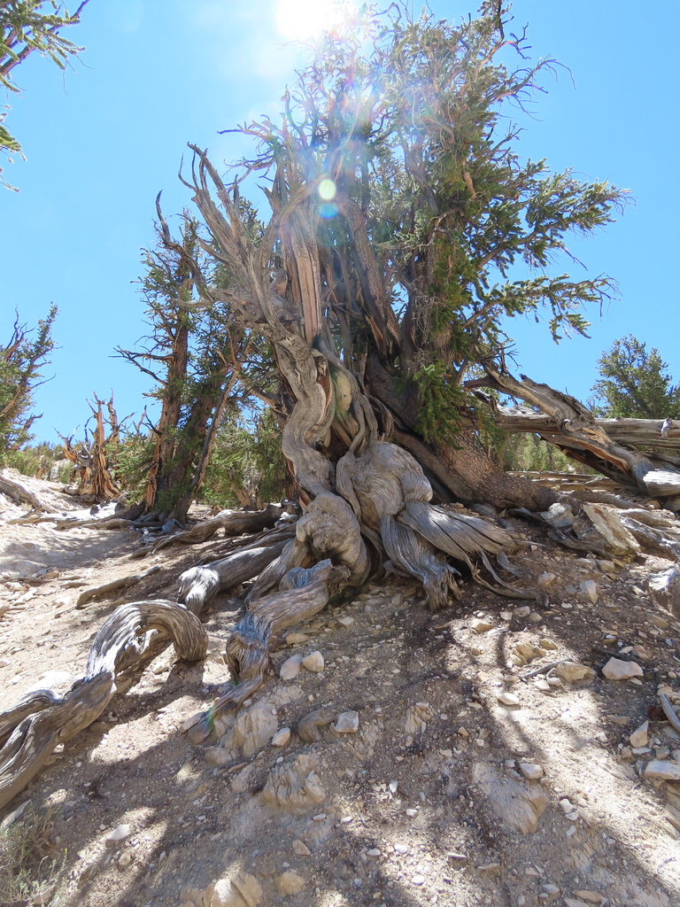 Great Basin bristlecone pine from Inyo National Forest, United States ...