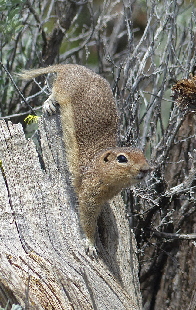 Gray Ground Squirrel from Harney County, OR, USA on May 26, 2016 at 01: ...