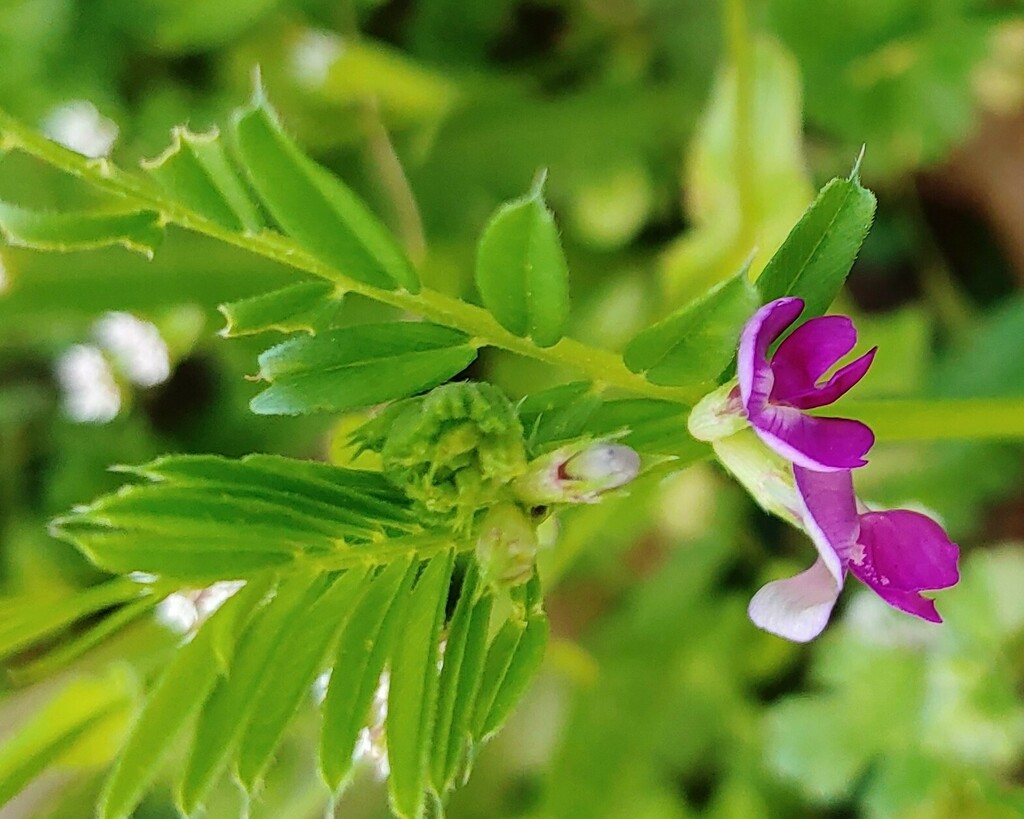 Common Vetch from Lilburn, GA 30047, USA on April 4, 2023 at 02:59 PM ...