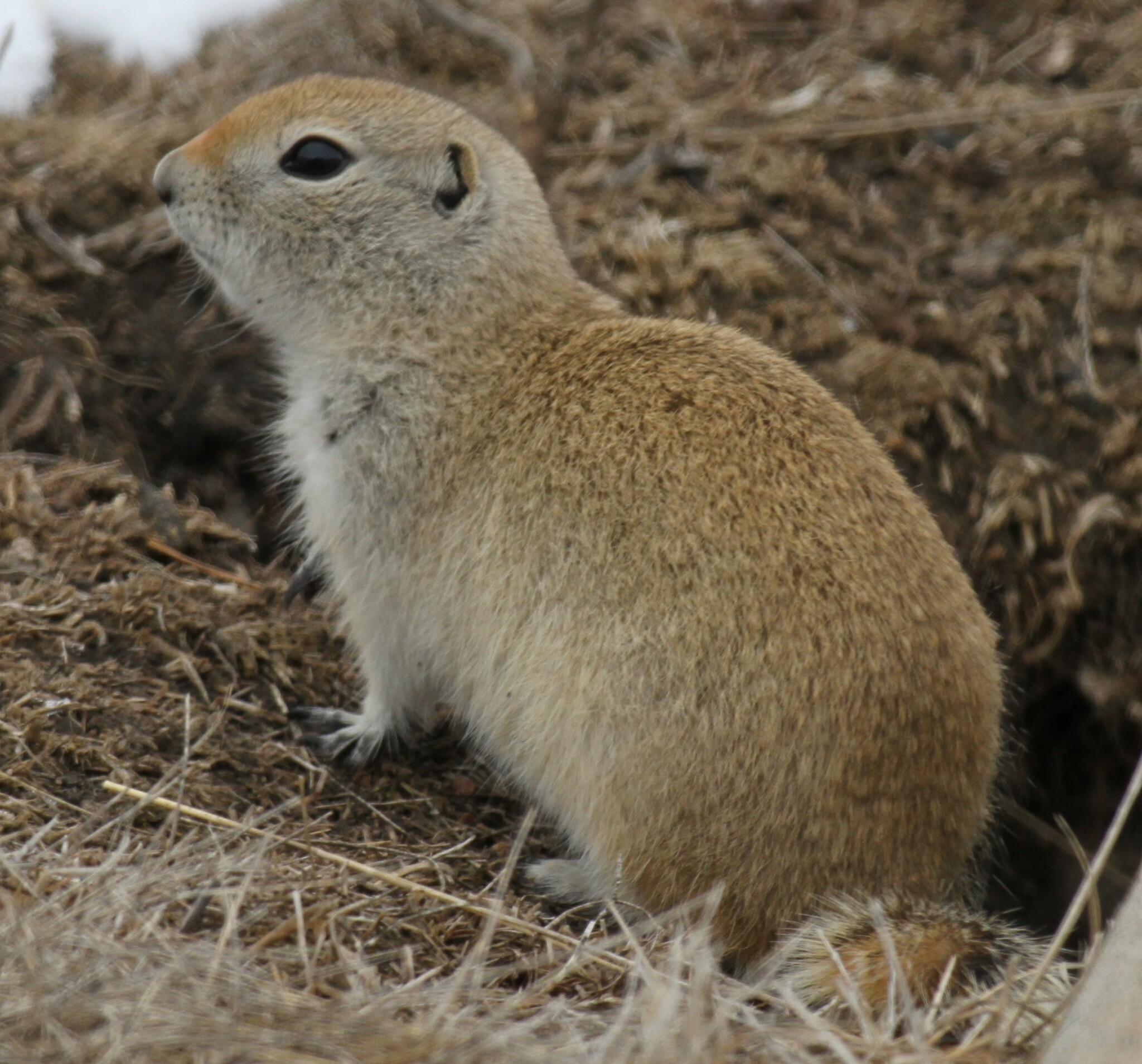 Urocitellus Obolenskij, 1927