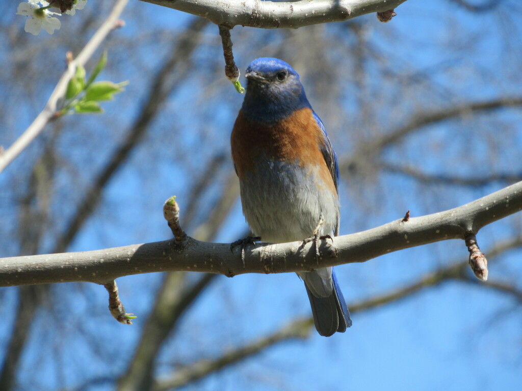 Western Bluebird from Los Gatos, CA, USA on March 25, 2023 at 02:48 PM ...