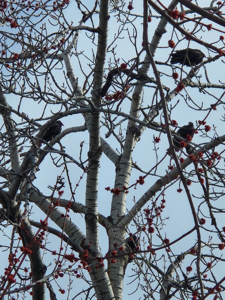 Turkey Vulture from Boise, ID 83706, USA on April 4, 2023 at 05:04 PM ...
