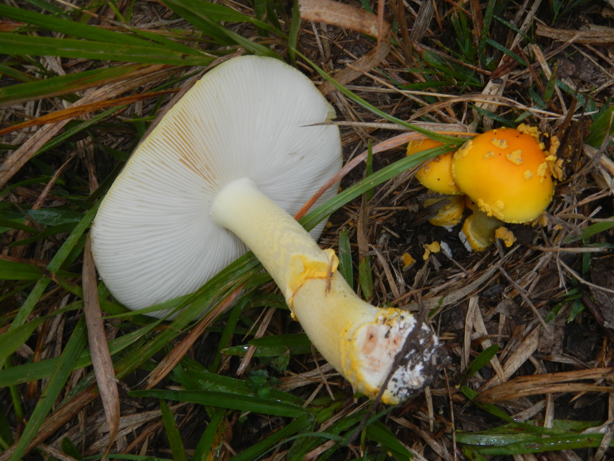 Amanita flavella (E.-J.Gilbert) E.-J.Gilbert & Cleland