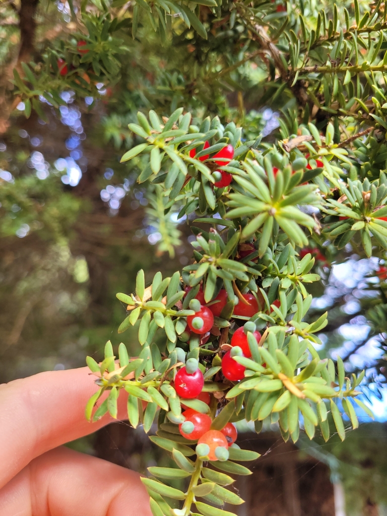 totara from Otatara 9879, New Zealand on April 5, 2023 at 11:08 AM by ...