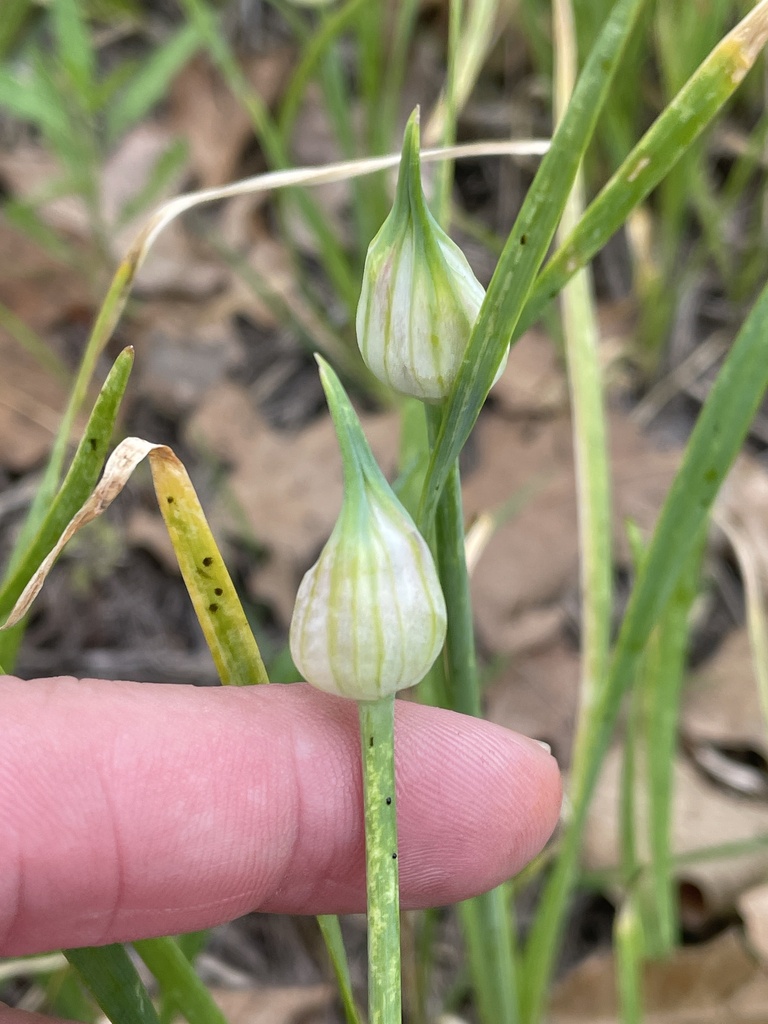Canadian Meadow garlic from N Oak Ave, Mineral Wells, TX, US on April ...