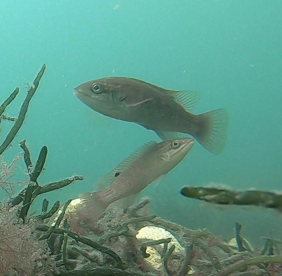 Cunner from Nantucket, MA, USA on August 24, 2022 by The Harbors Video ...