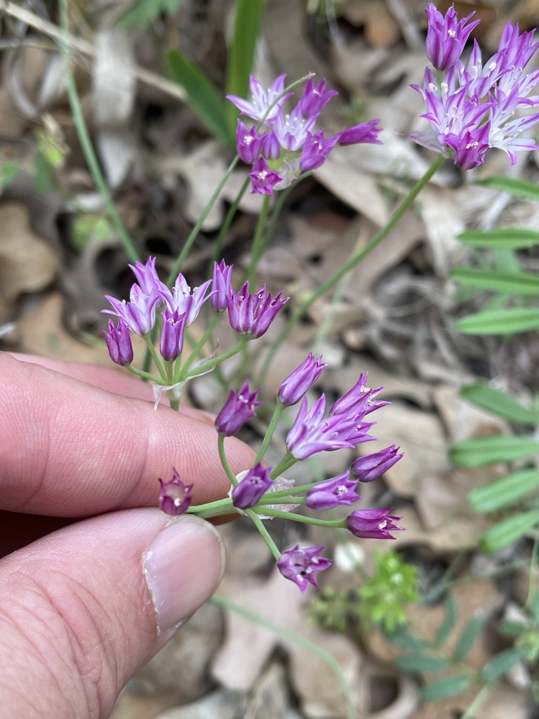 Drummond's Onion from Lions Club Park, Mineral Wells, TX, US on April ...
