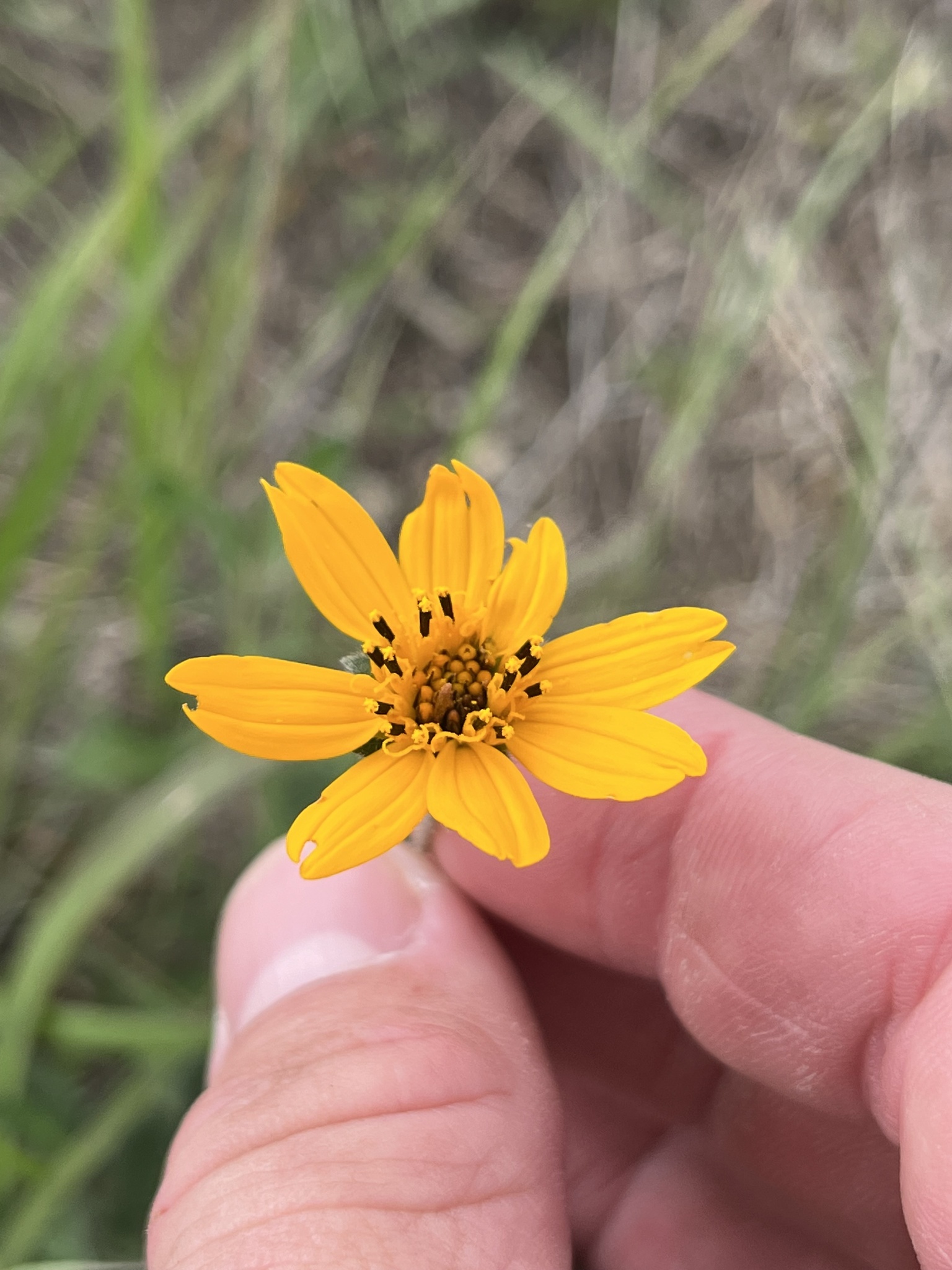 Wedelia acapulcensis var. hispida (Kunth) Strother