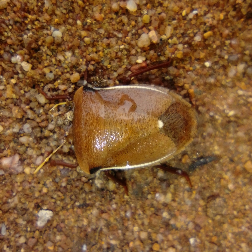 Basicryptus costalis from Makhado Municipality on April 4, 2023 at 08: ...