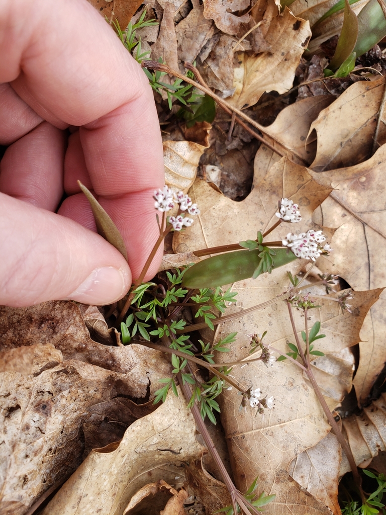 harbinger of spring from Walton Hills, OH 44146, USA on April 04, 2023 ...