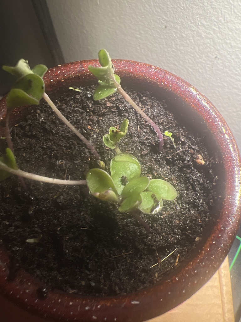 flowering plants from Paul Gore St, Boston, MA, US on April 04, 2023 at ...