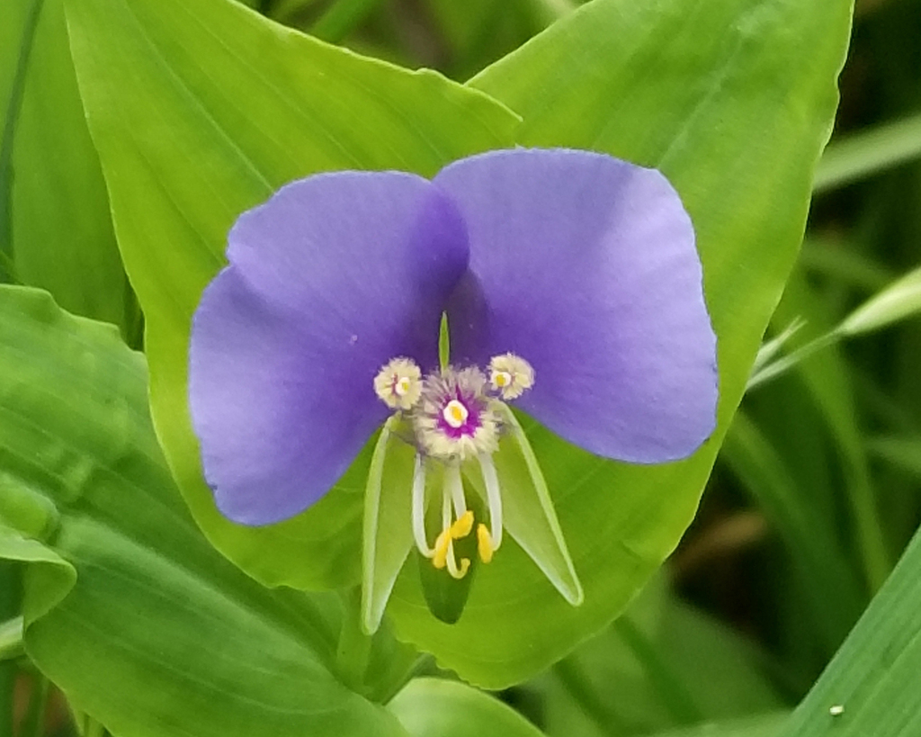 False dayflower from Bell County, TX, USA on April 4, 2023 at 06:47 PM ...