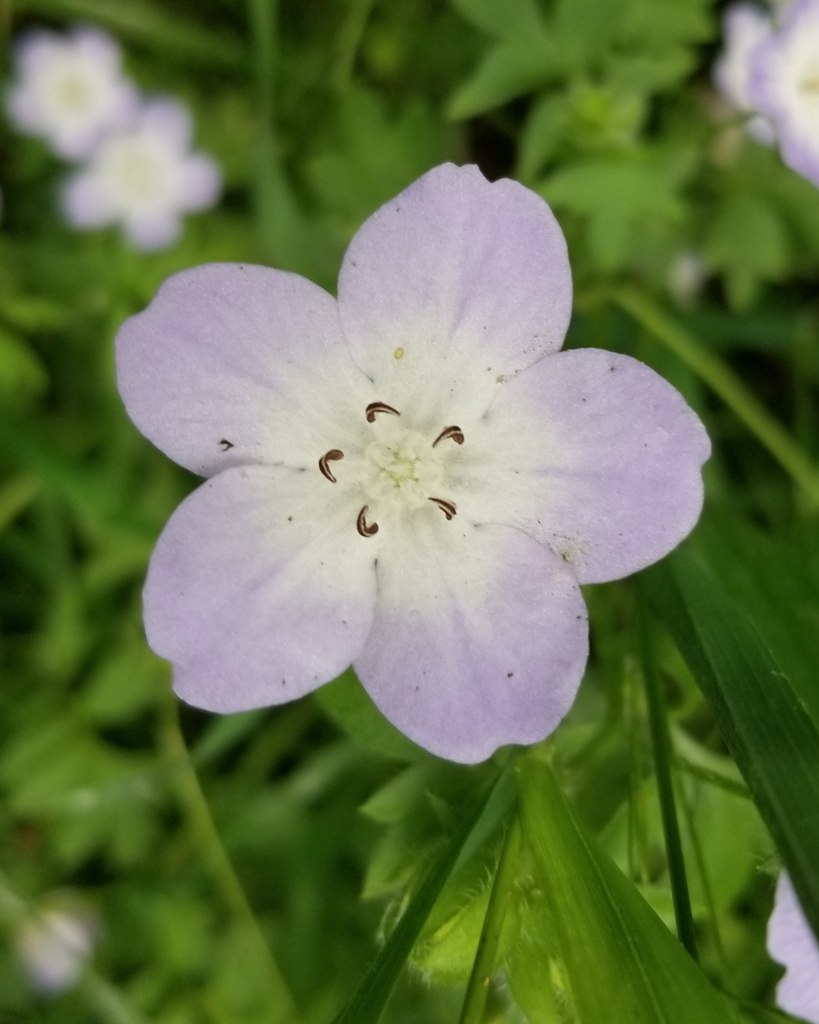 Texas baby blue eyes from Bell County, TX, USA on April 4, 2023 at 06: ...