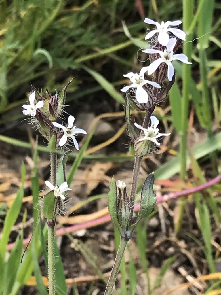 Small-flowered Catchfly from San Bruno Mountain, Brisbane, CA, US on ...