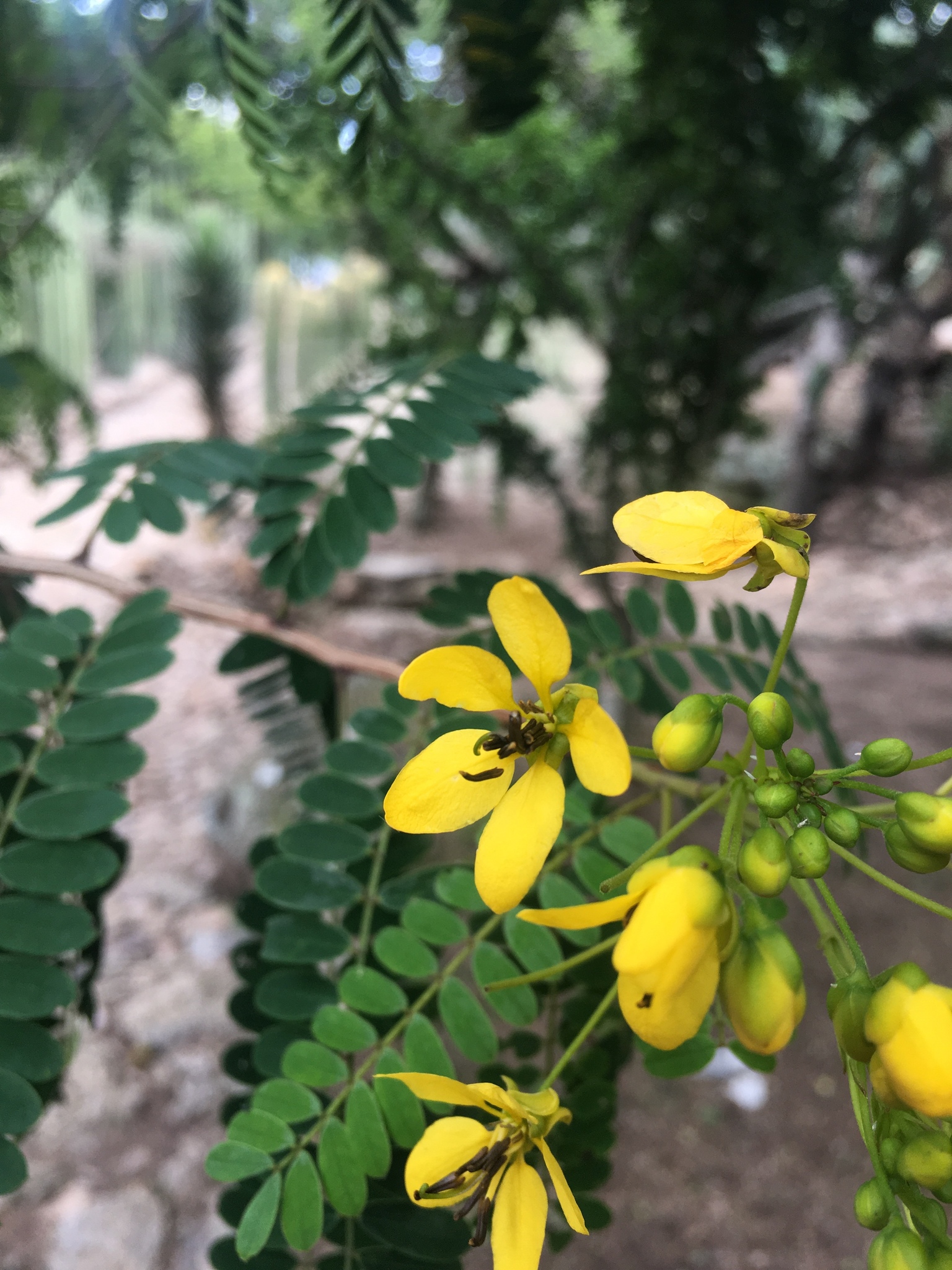 Senna polyantha (Collad.) H.S.Irwin & Barneby