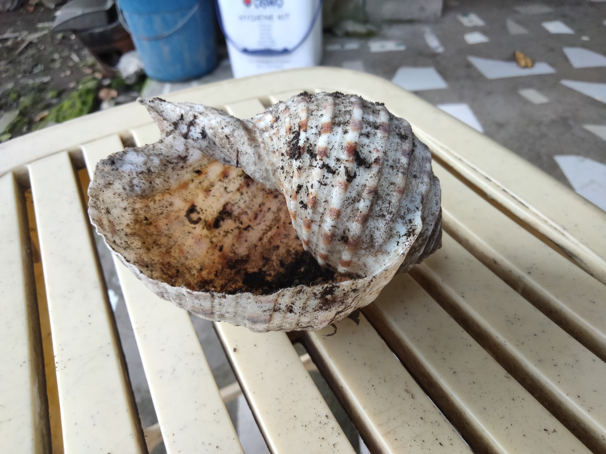 Tonna dolium (Linnaeus, 1758)