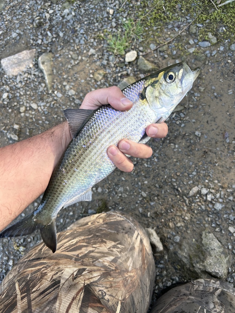 Hickory Shad from Stafford Rd, Havre De Grace, MD, US on April 04, 2023 ...