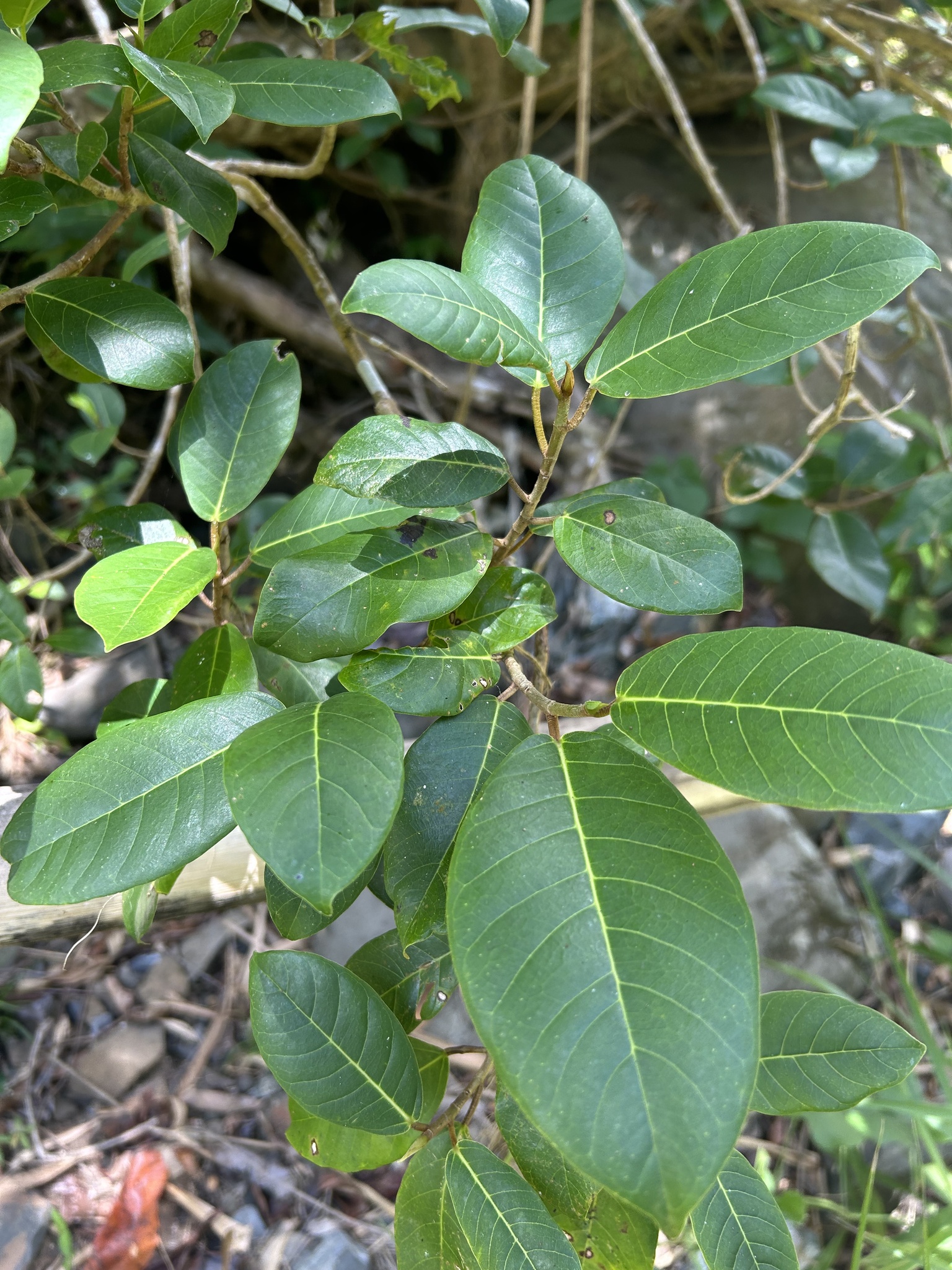 Ficus trigonata L.