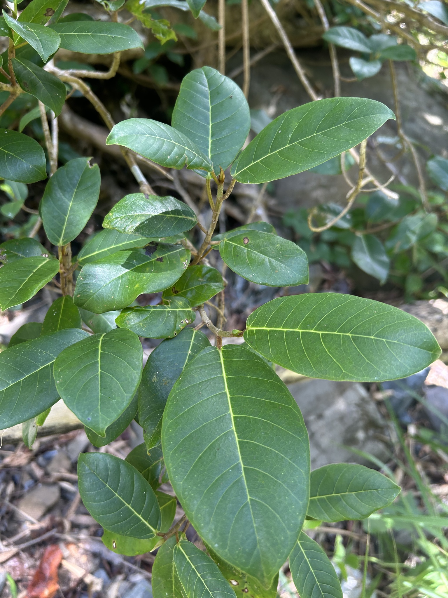 Ficus trigonata L.