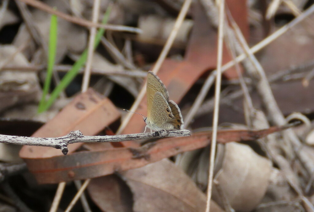 Double-spotted Line Blue from Irvinebank QLD 4887, Australia on ...
