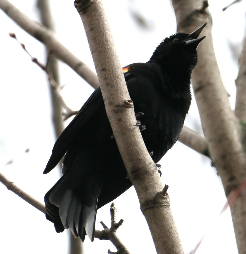 Red-winged Blackbird from St. Catharines, ON, Canada on April 04, 2023 ...