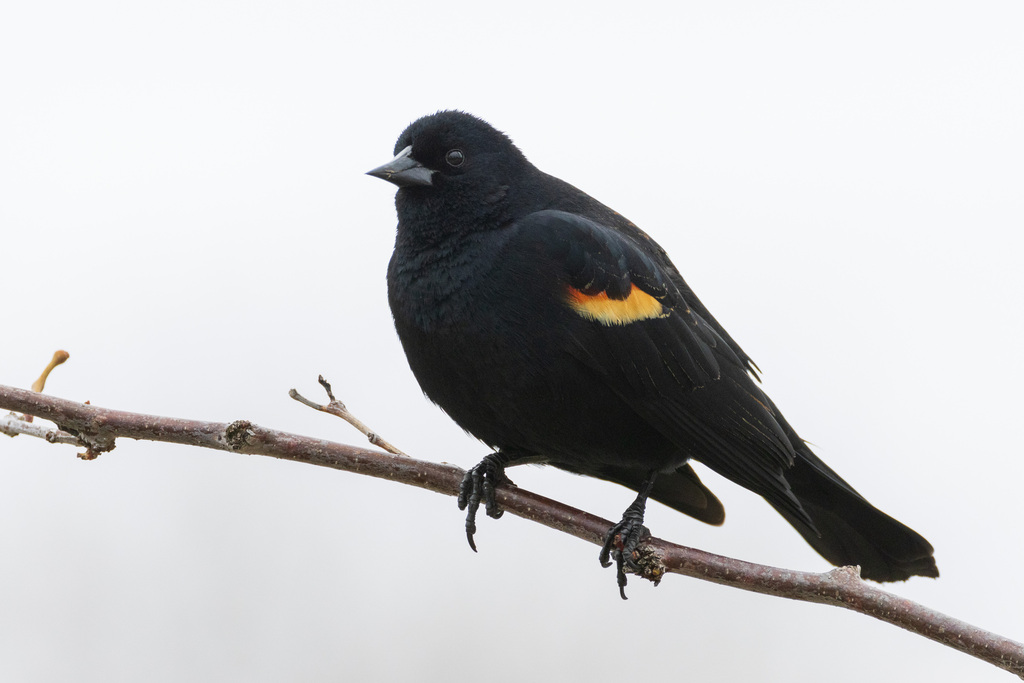 Red-winged Blackbird from Ashbridge's Bay Park, Toronto, ON, Canada on ...