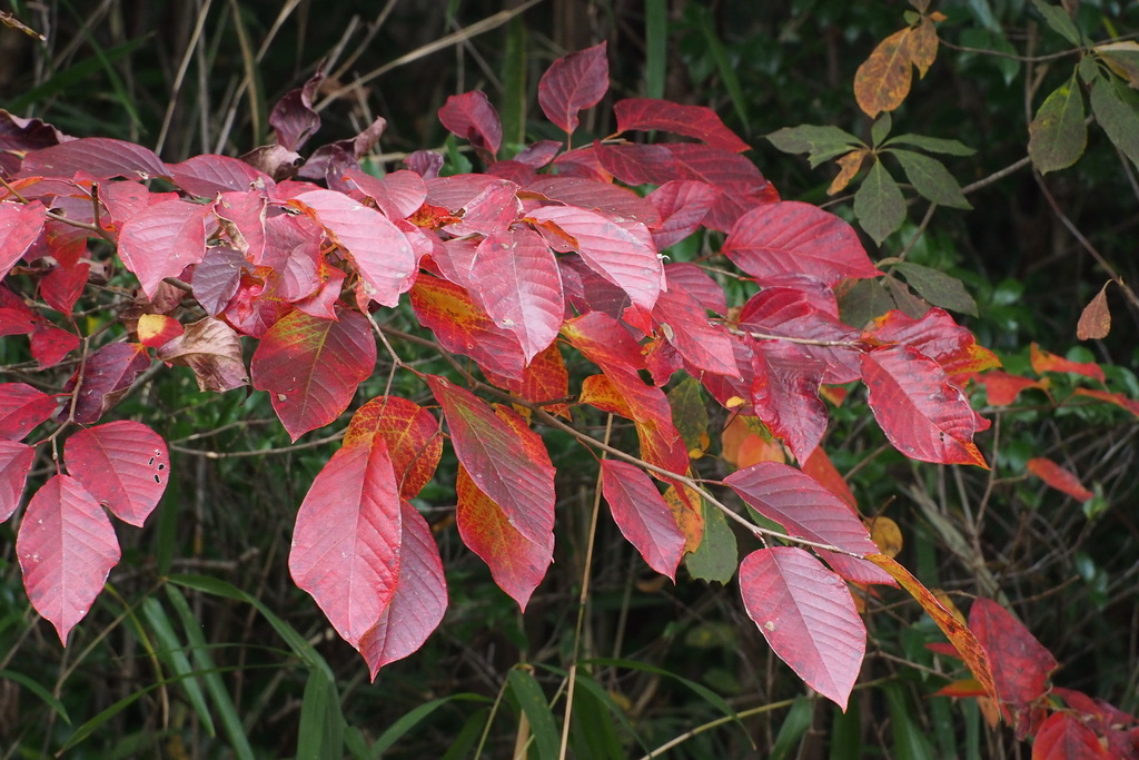 Japanese Tallow Tree (Neoshirakia japonica) - Botanical Realm