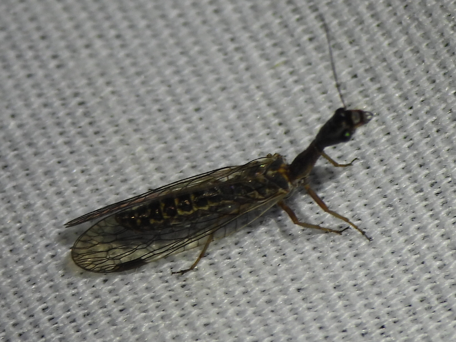 Raphidiidae
