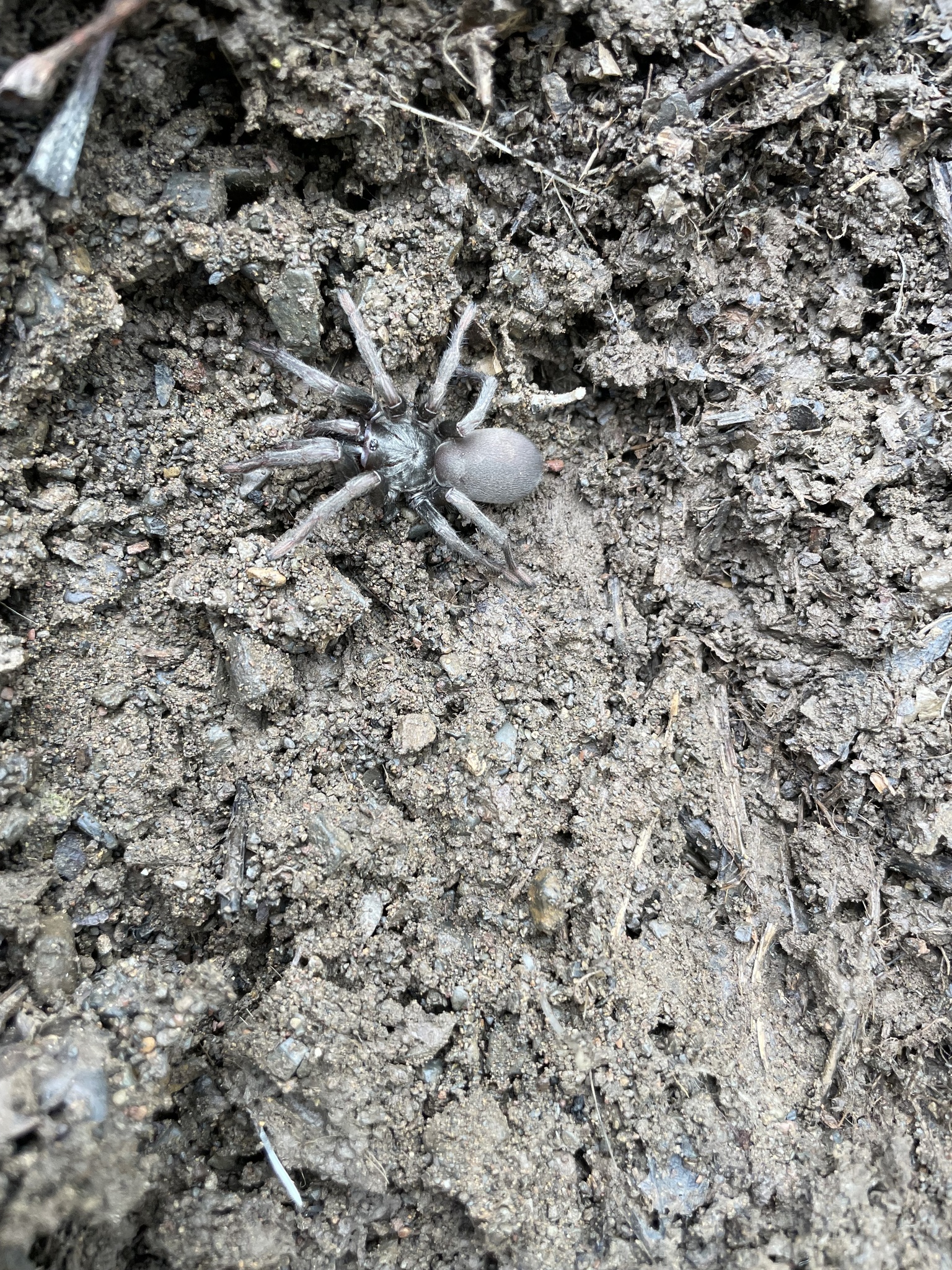 Calisoga longitarsis (Simon, 1891)