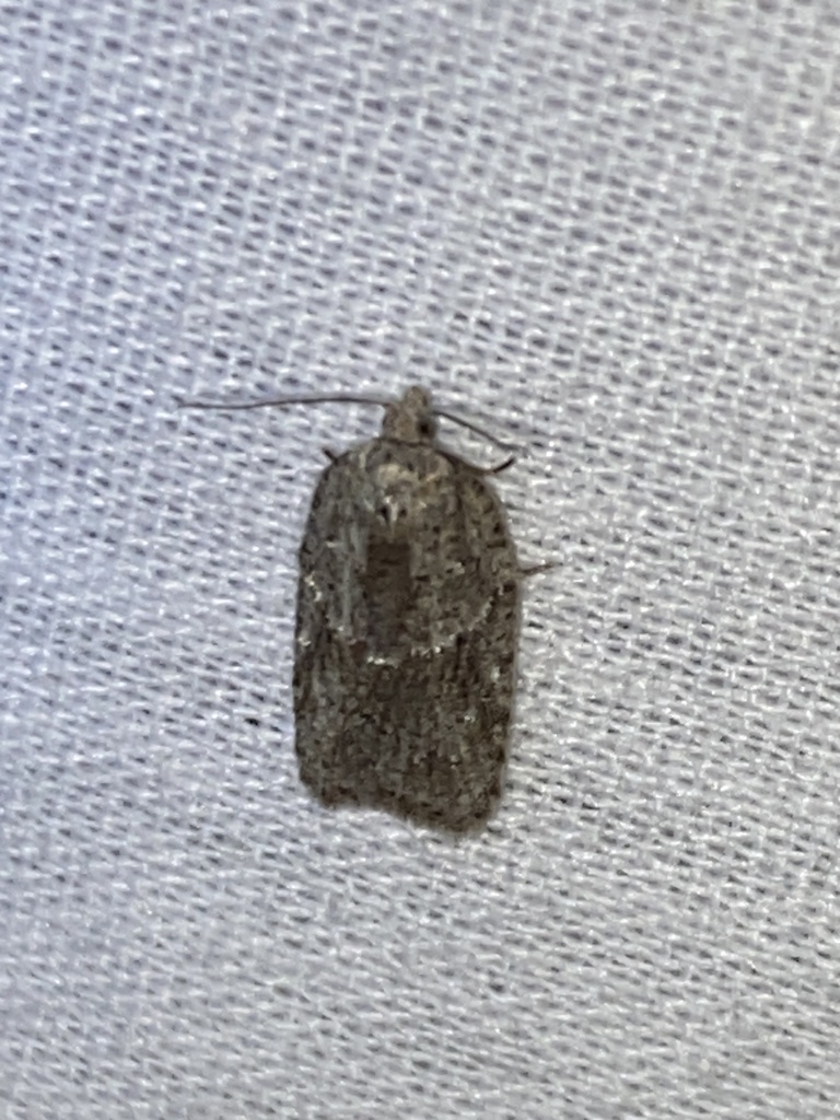 North American Black-headed Birch Leaffolder Moth from Dick And Nancy ...