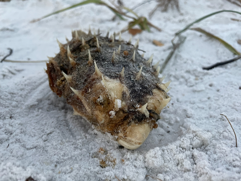 Burrfishes from Fort Myers on April 4, 2023 at 07:53 PM by kevinm704 ...
