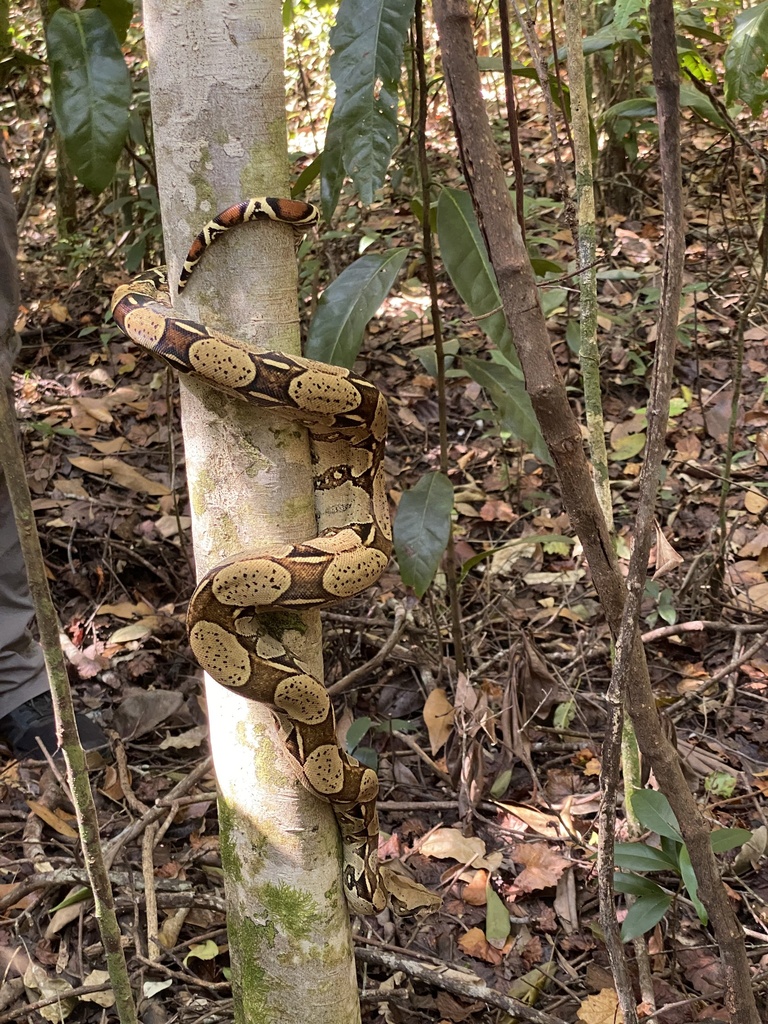Boa Constrictor from Deering Estate, Palmetto Bay, FL, US on March 18 ...