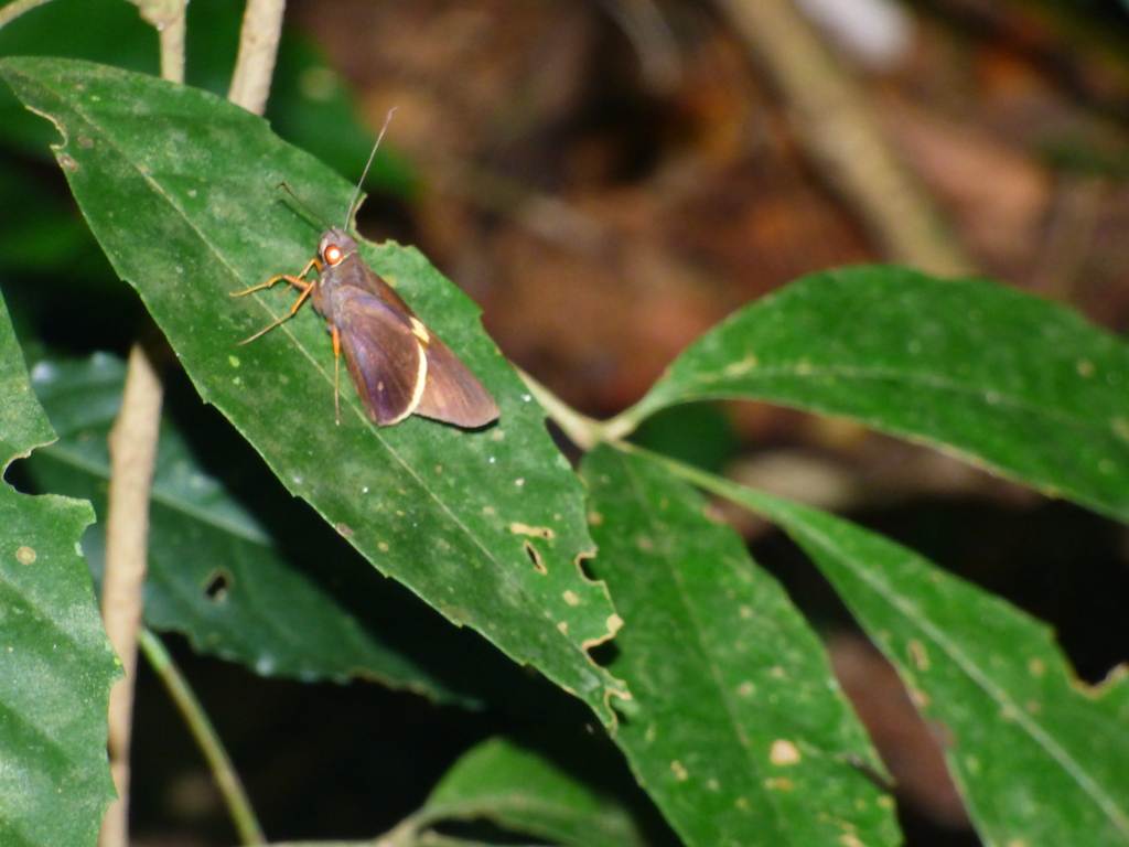 Yellow-edged Ruby-eye from Magé, RJ, Brasil on April 4, 2023 at 03:23 ...
