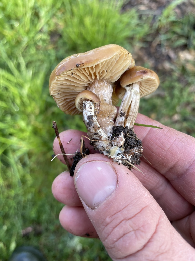 Psychedelic Ovoid Mushroom in April 2023 by landtrout · iNaturalist